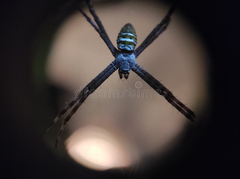 Spider at Night Hairy and Scary Animal Stock Photo - Image of fangs ...