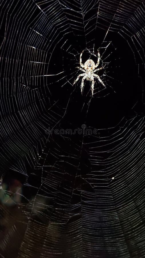 Spider at night stock photo. Image of wing, circle, night - 230311044