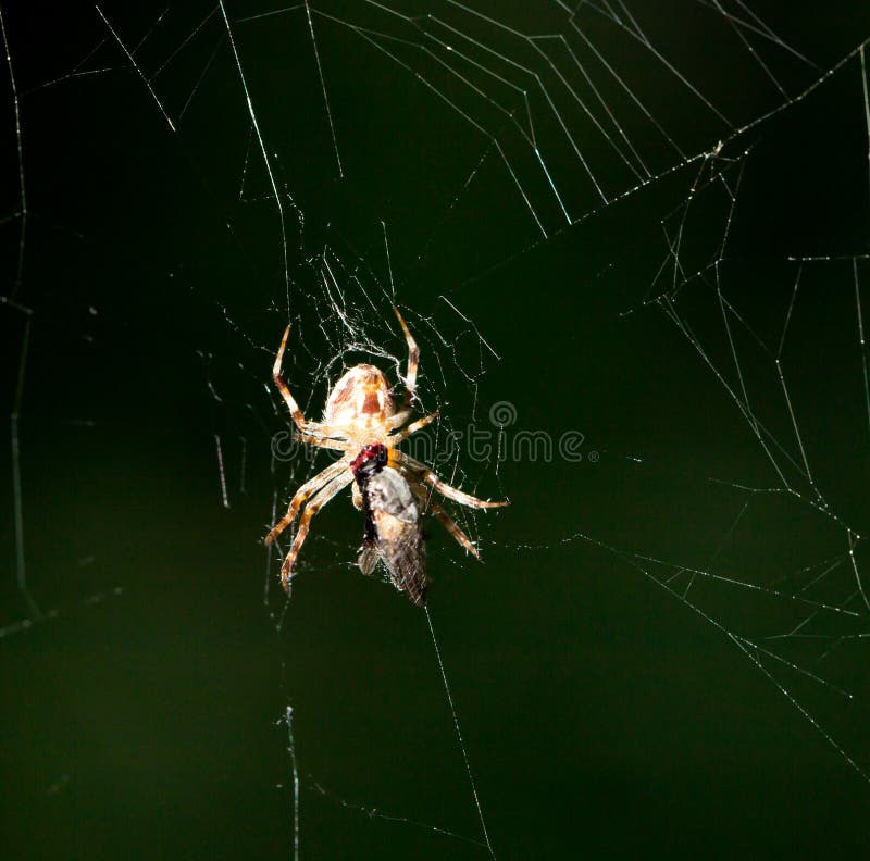 Spider at Night Hairy and Scary Animal Stock Photo - Image of fangs ...