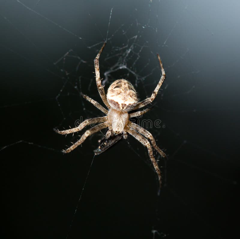 Spider at Night Hairy and Scary Animal Stock Photo - Image of fangs ...