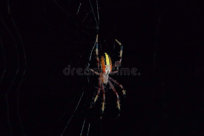 Spider in the night stock photo. Image of animal, spider - 281754174