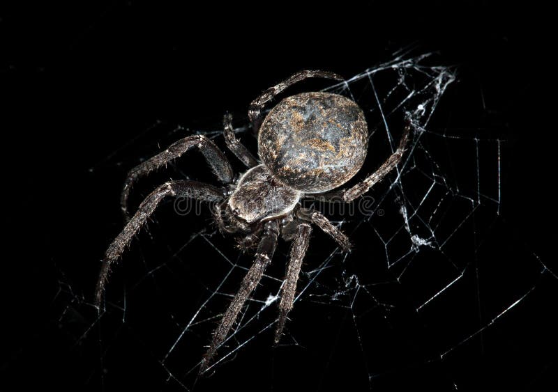 Spider at Night Hairy and Scary Animal Stock Photo - Image of fangs ...