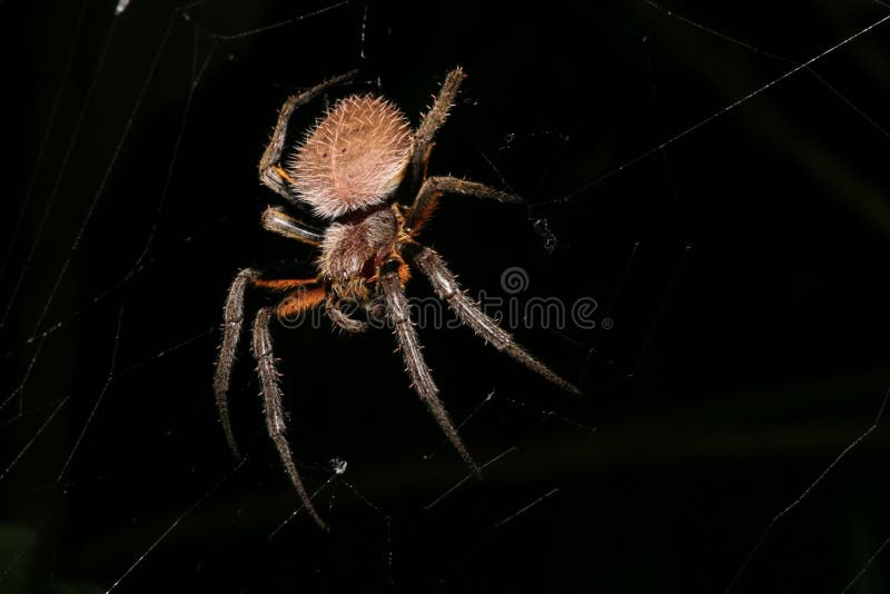 Spider at Night Hairy and Scary Animal Stock Photo - Image of fangs ...