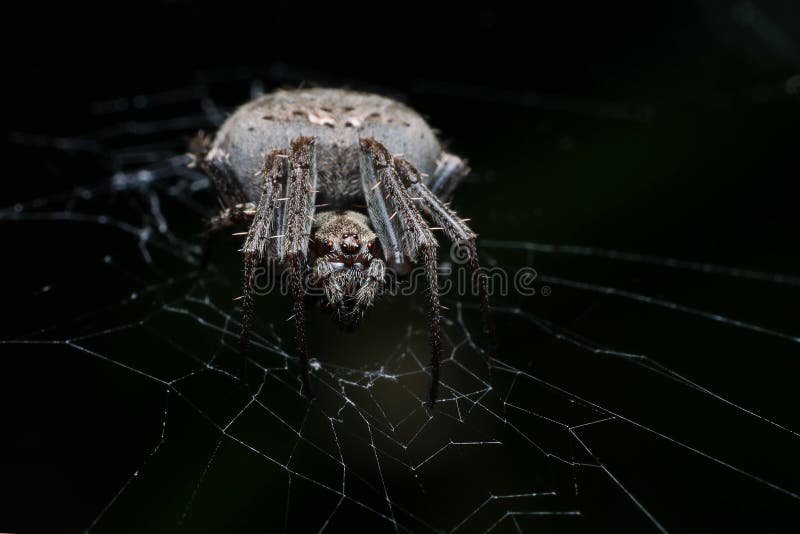 299 Spider Night Hairy Scary Animal Stock Photos - Free & Royalty-Free ...