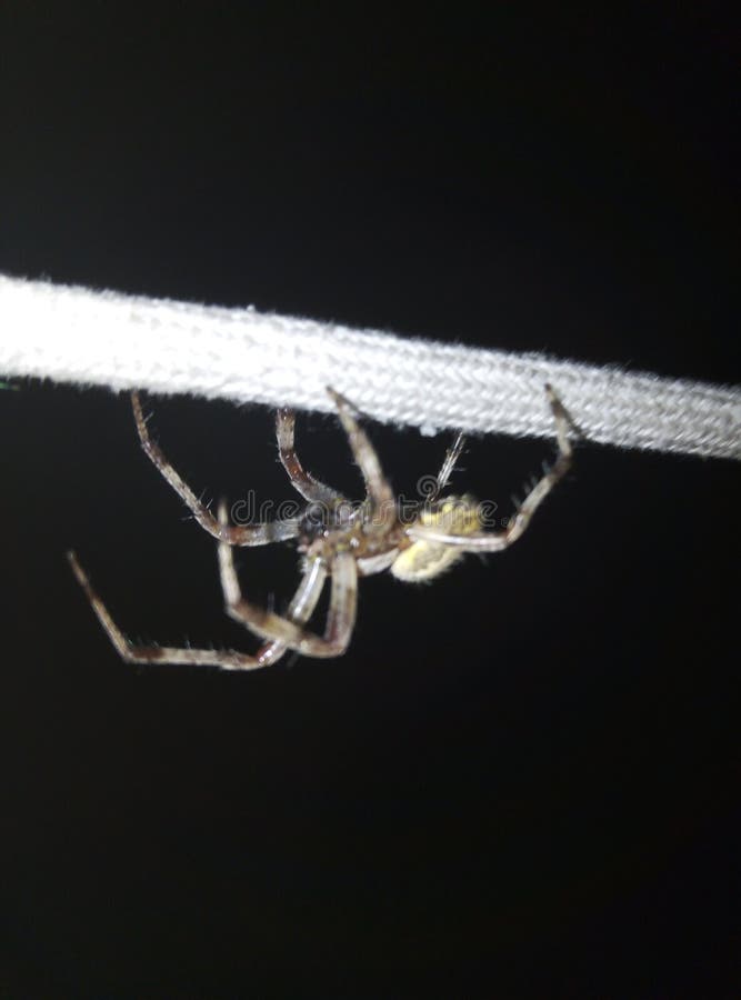 Spider on night hunt stock image. Image of nature, spider - 142718341