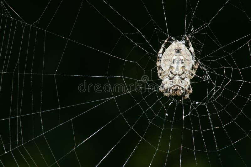Spider stock photo. Image of dark, close, night, spider - 33184294