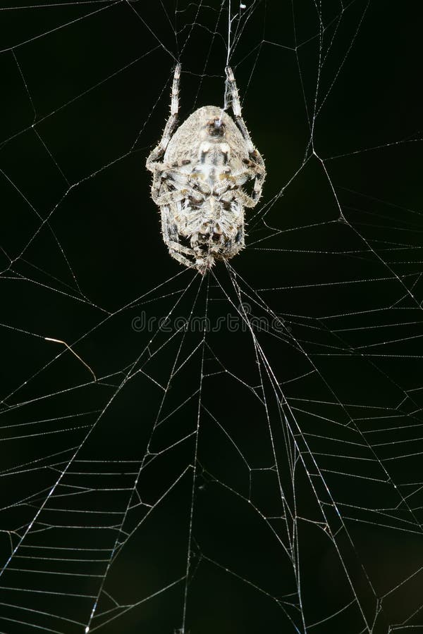 Spider stock photo. Image of night, arachnid, macro, arthropod - 33184356
