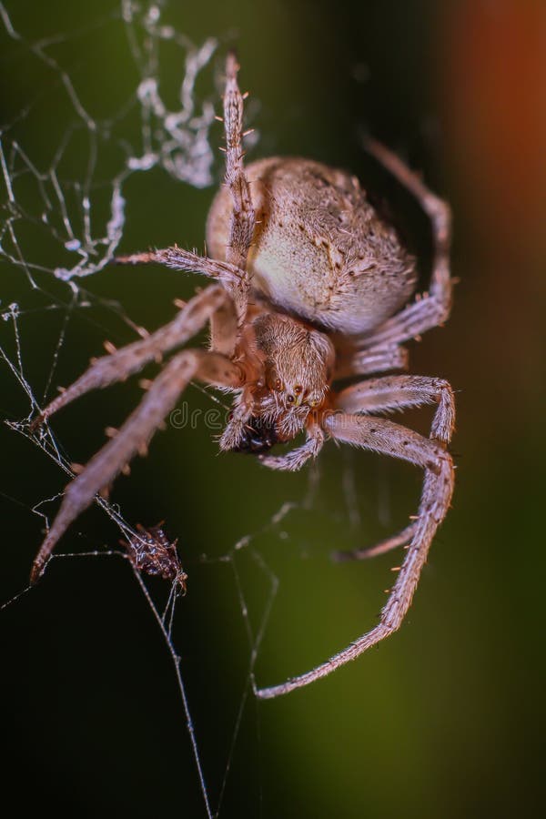 Spider at Night Hairy and Scary Animal Stock Photo - Image of fangs ...