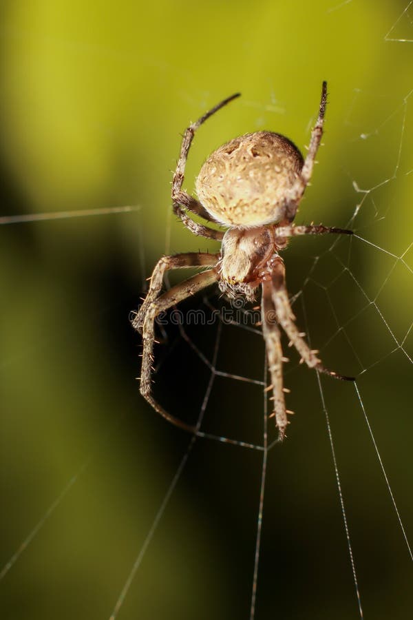 Spider at Night Hairy and Scary Animal Stock Photo - Image of fangs ...