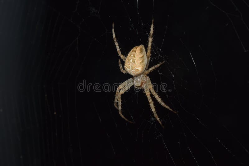 Spider at Night Sitting on the Web Stock Photo - Image of arachnids ...