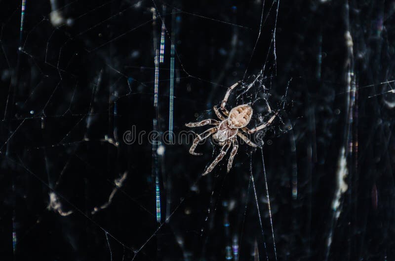 Spider stock photo. Image of animalia, arthropoda, spinner - 64198964