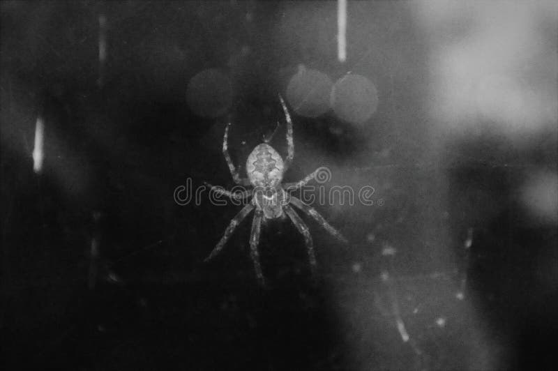 Spider at night stock photo. Image of insect, spiderweb - 97755984