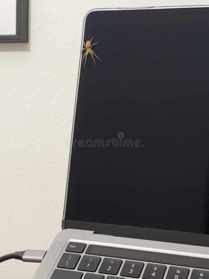 A spider in the office stock photo. Image of meeting - 290968482