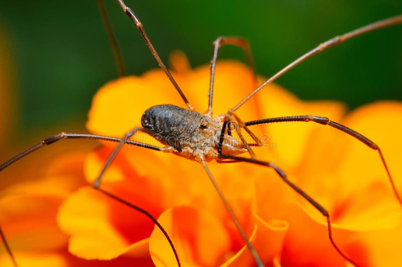 Spider opiliones stock image. Image of spring, close - 17298549