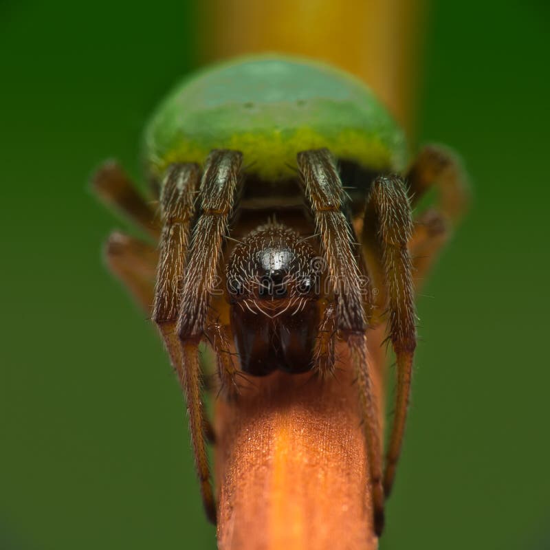 Spider on orange stick stock photo. Image of rainforest - 29212364