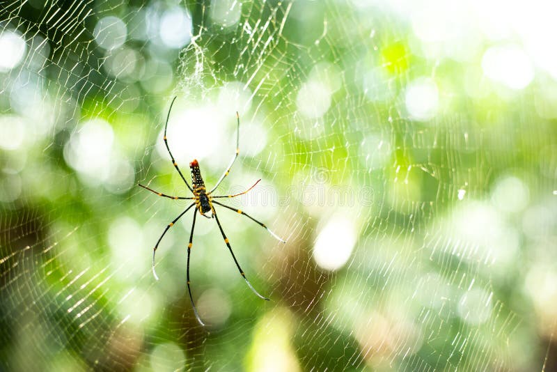 Spider. Orb Web Spider in Asian Garden Stock Image - Image of macro ...