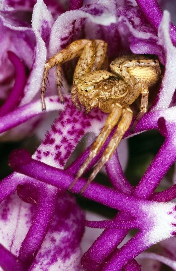 Spider and orchid stock image. Image of close, flower - 31770041