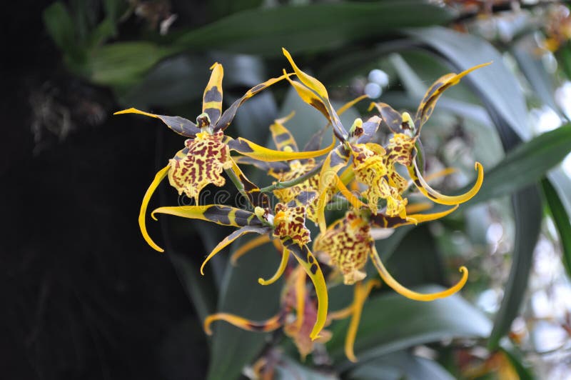 Spider Orchid stock photo. Image of exotic, plant, spots - 77068234