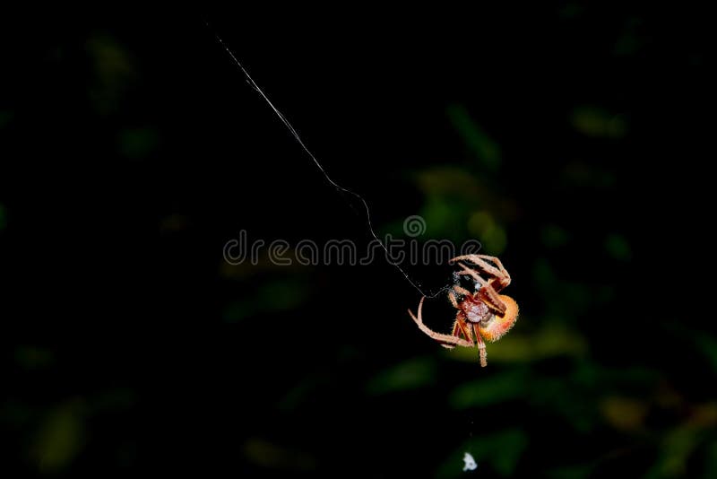 Spider Outside at Night Spinning a Web Stock Photo - Image of spider ...