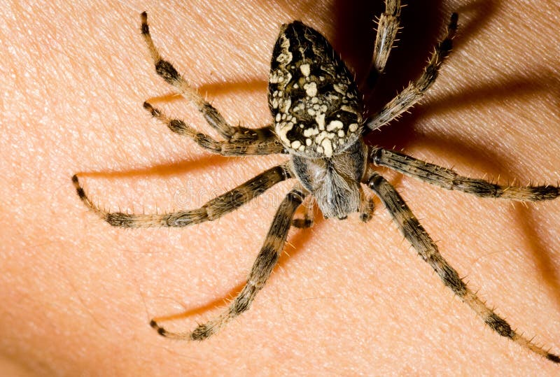 Spider stock photo. Image of weevil, animal, fauna, spiderweb - 31860914