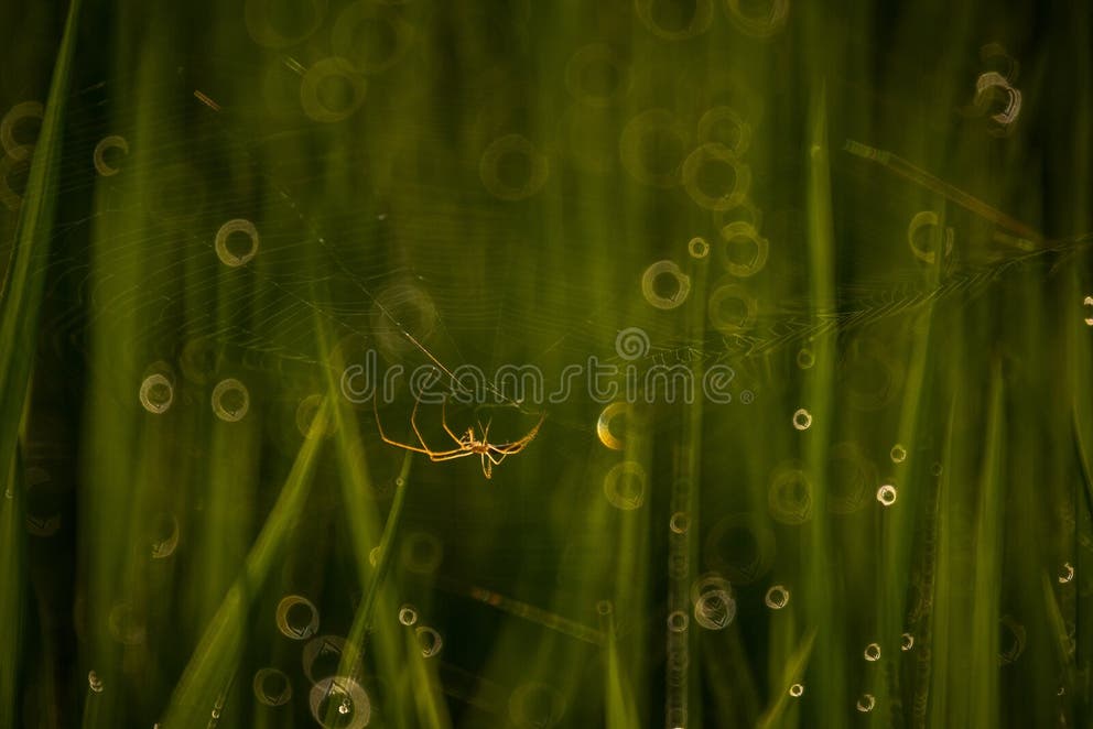 Spider in Paddy field stock photo. Image of morning, moisture - 85234978
