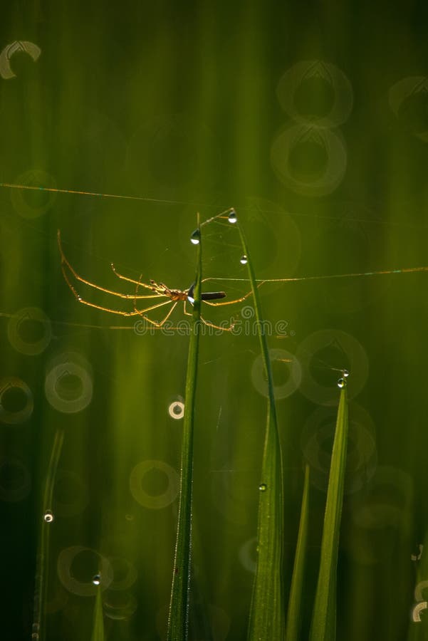 Spider in Paddy field stock image. Image of sunrise, green - 85262083