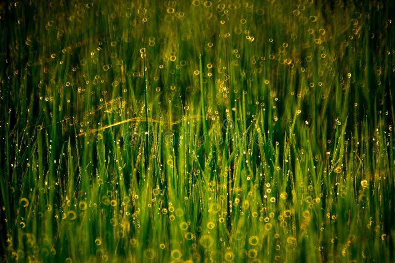 Spider in Paddy field stock image. Image of meadow, grass - 85239665