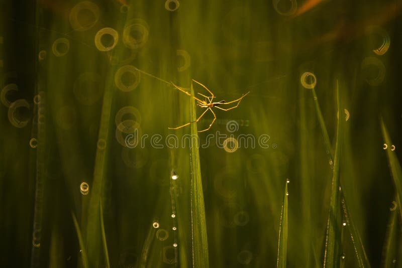Spider in Paddy field stock image. Image of pink, plant - 85239693