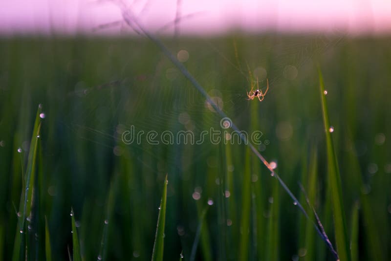 Spider in Paddy field stock photo. Image of sunrise, paddy - 85239750