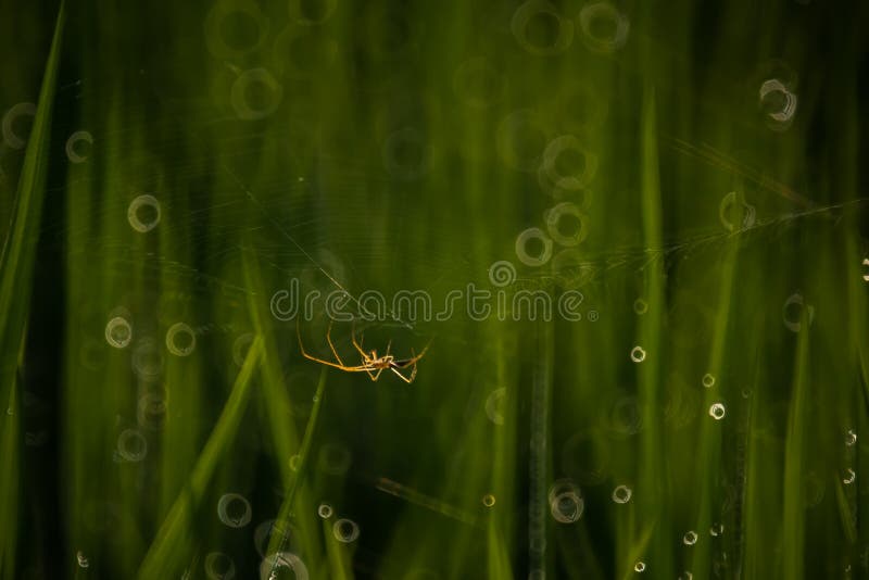Spider in Paddy field stock photo. Image of sunset, morning - 85249320