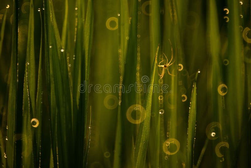 Spider in Paddy field stock image. Image of field, sunlight - 85249441