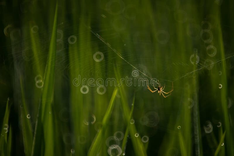 Spider in Paddy field stock image. Image of pink, morning - 85259119