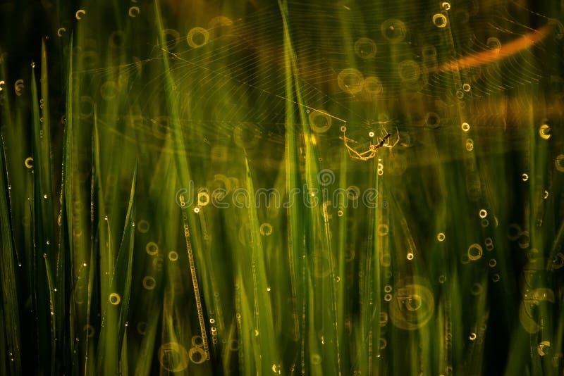 Spider in Paddy field stock image. Image of grass, moisture - 85264083