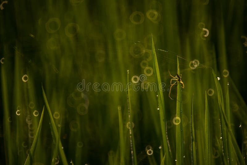 Spider in Paddy field stock image. Image of sunrise, green - 85262083