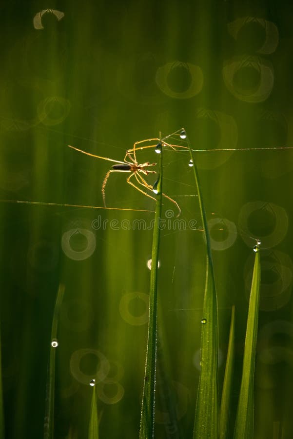 Spider in Paddy field stock image. Image of invertebrate - 85262171