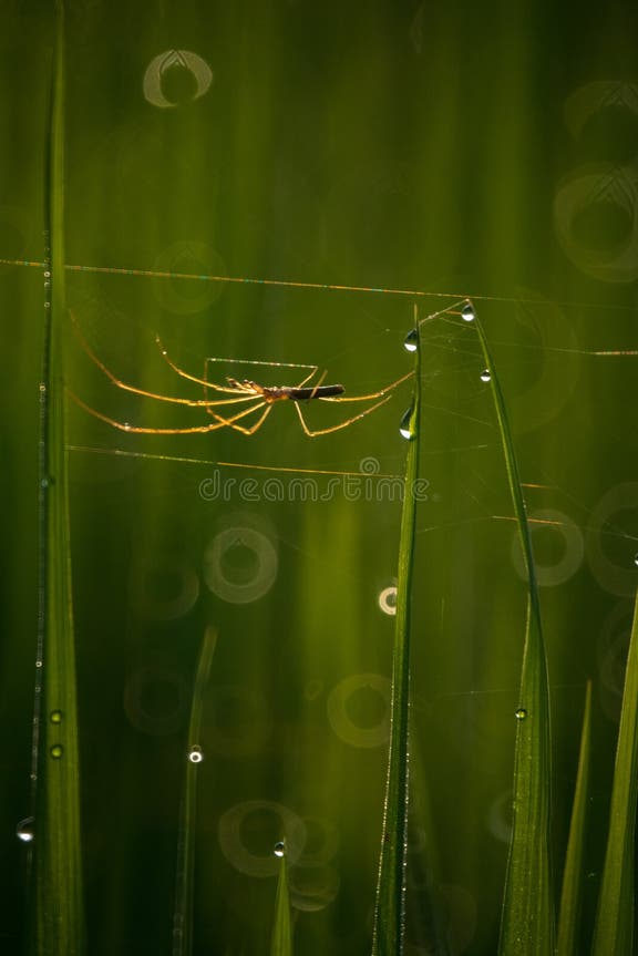 Spider in Paddy field stock photo. Image of field, grass - 85264144