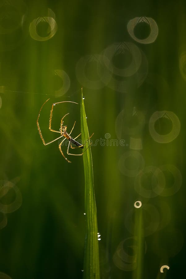 Spider in Paddy field stock photo. Image of water, grass - 85268324