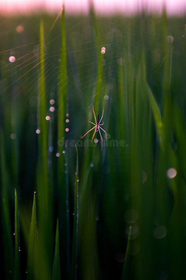 Spider in Paddy field stock photo. Image of pink, morning - 85268434