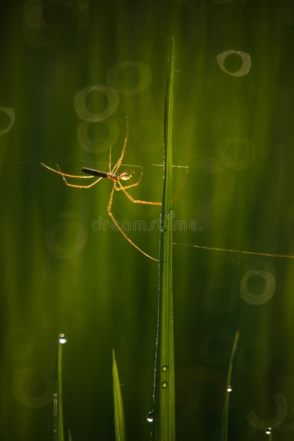 Spider in Paddy field stock image. Image of insect, sekinchan - 85273413