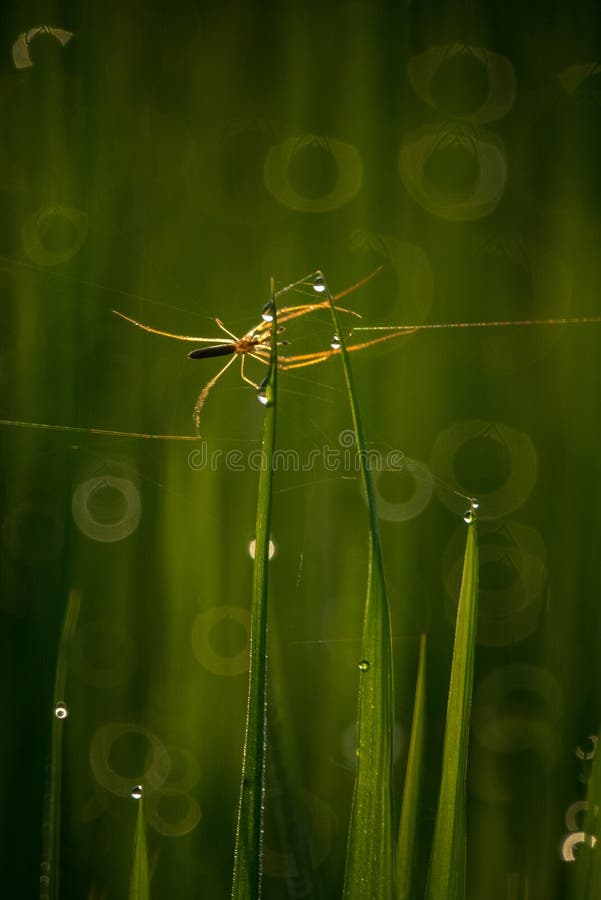 Spider in Paddy field stock image. Image of invertebrate - 85262171