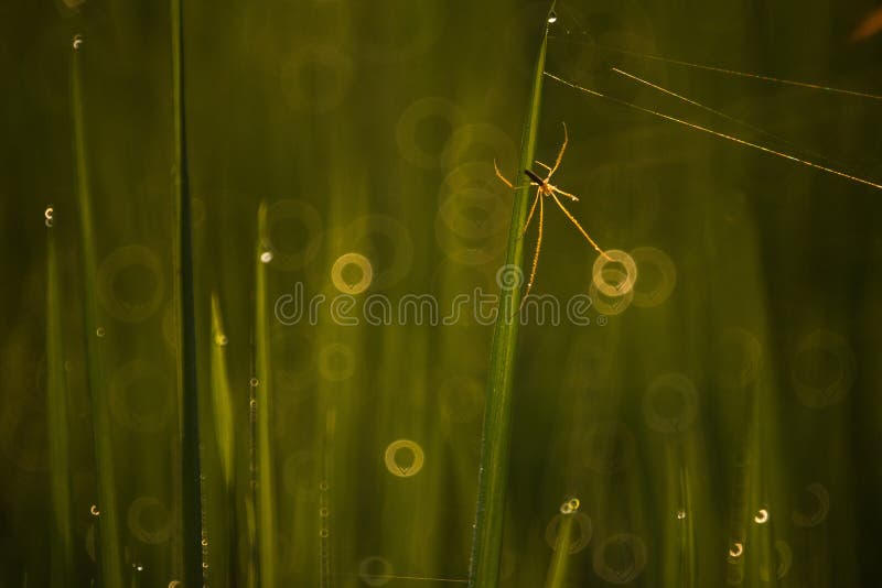 Spider in Paddy field stock image. Image of pink, sunlight - 85275403