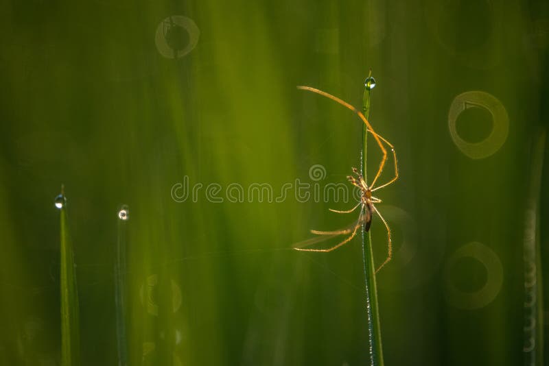 Spider in Paddy field stock photo. Image of field, water - 85275504