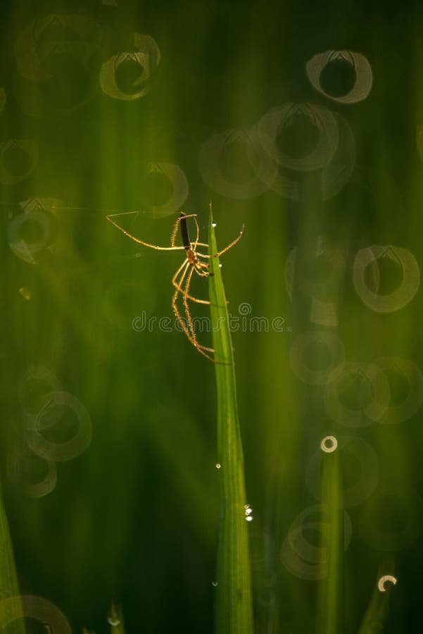 Spider in Paddy field stock photo. Image of morning, spider - 85275518