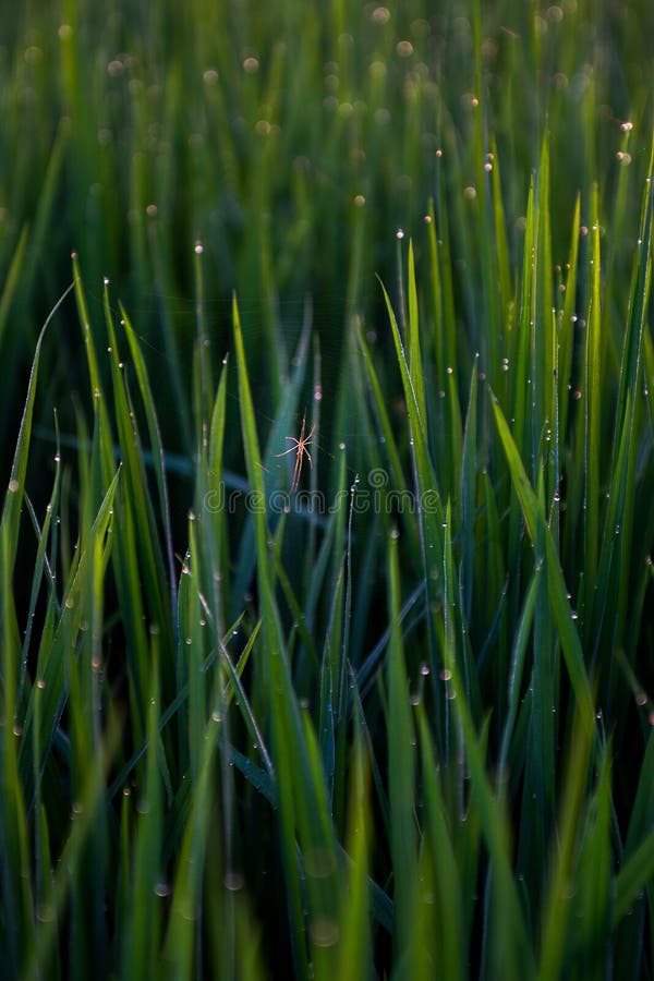 Spider in Paddy field stock image. Image of bokeh, water - 85275623