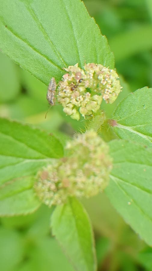 Spider on the Patikan Kebo Flower Stock Image - Image of insect, kebo ...