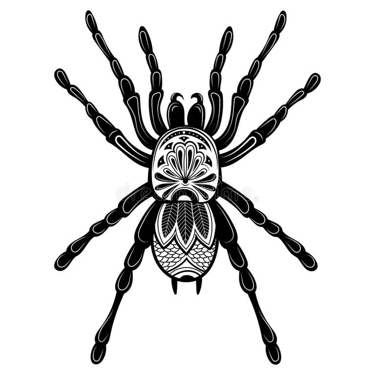 Indian Tarantula Stock Illustrations – 24 Indian Tarantula Stock ...
