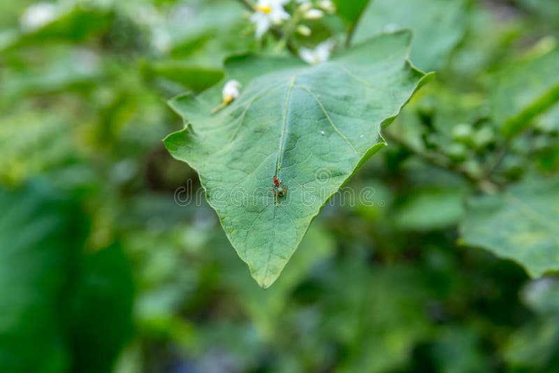 Macro spider on the leaf stock image. Image of botany - 128058899