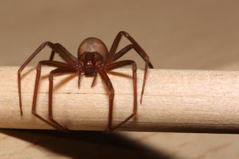 Spider on a pencil stock image. Image of closeup, macro - 66148973