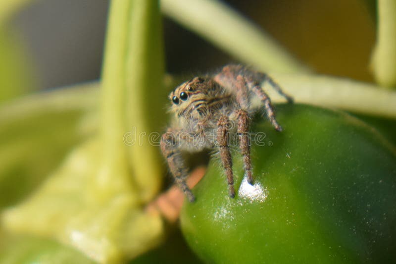 Spider on pepper stock photo. Image of creepy, macro - 229282684