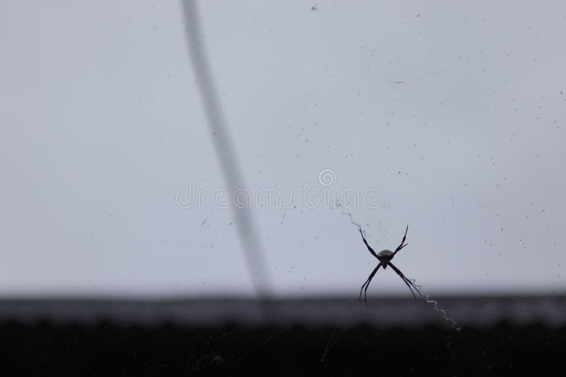 A Spider Perched on Its Web with a Sky Background Stock Photo - Image ...